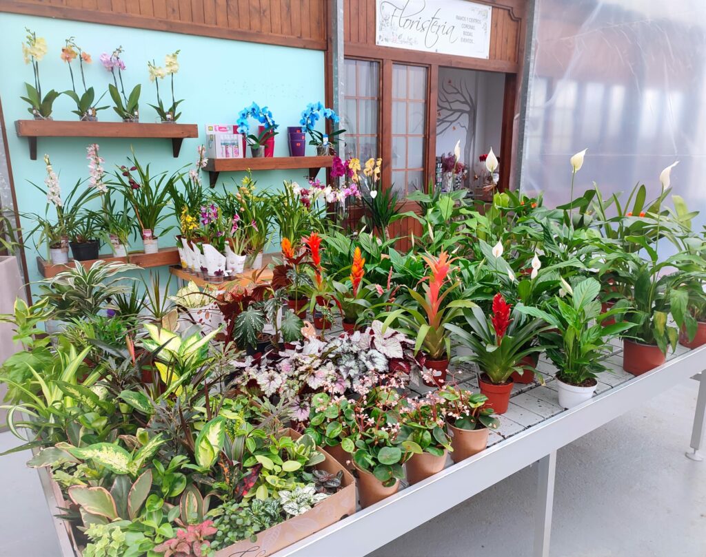 Vivero de plantas, arbustos y árboles en Cabezón de la Sal - Viveros La ...